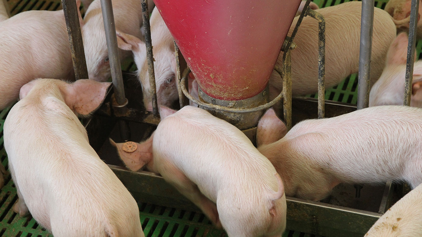 Why are the first days post-weaning so important for piglets ...