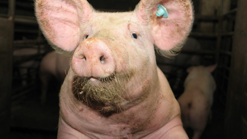 First case of ASF in domestic pigs in Rhineland-Palatinate, Germany ...