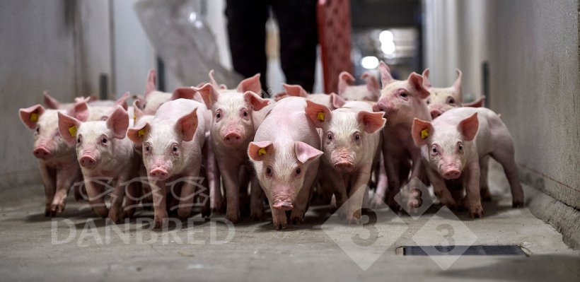 DanBred dam lines. Genetic criteria - Articles - pig333, pig to pork ...