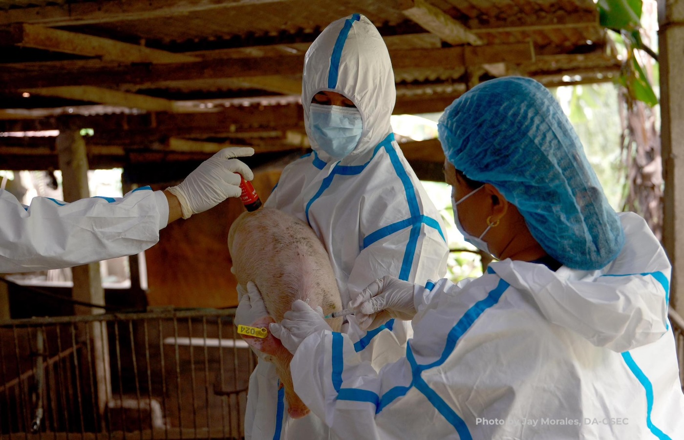 Philippines begins vaccinating hogs for African swine fever - Swine ...