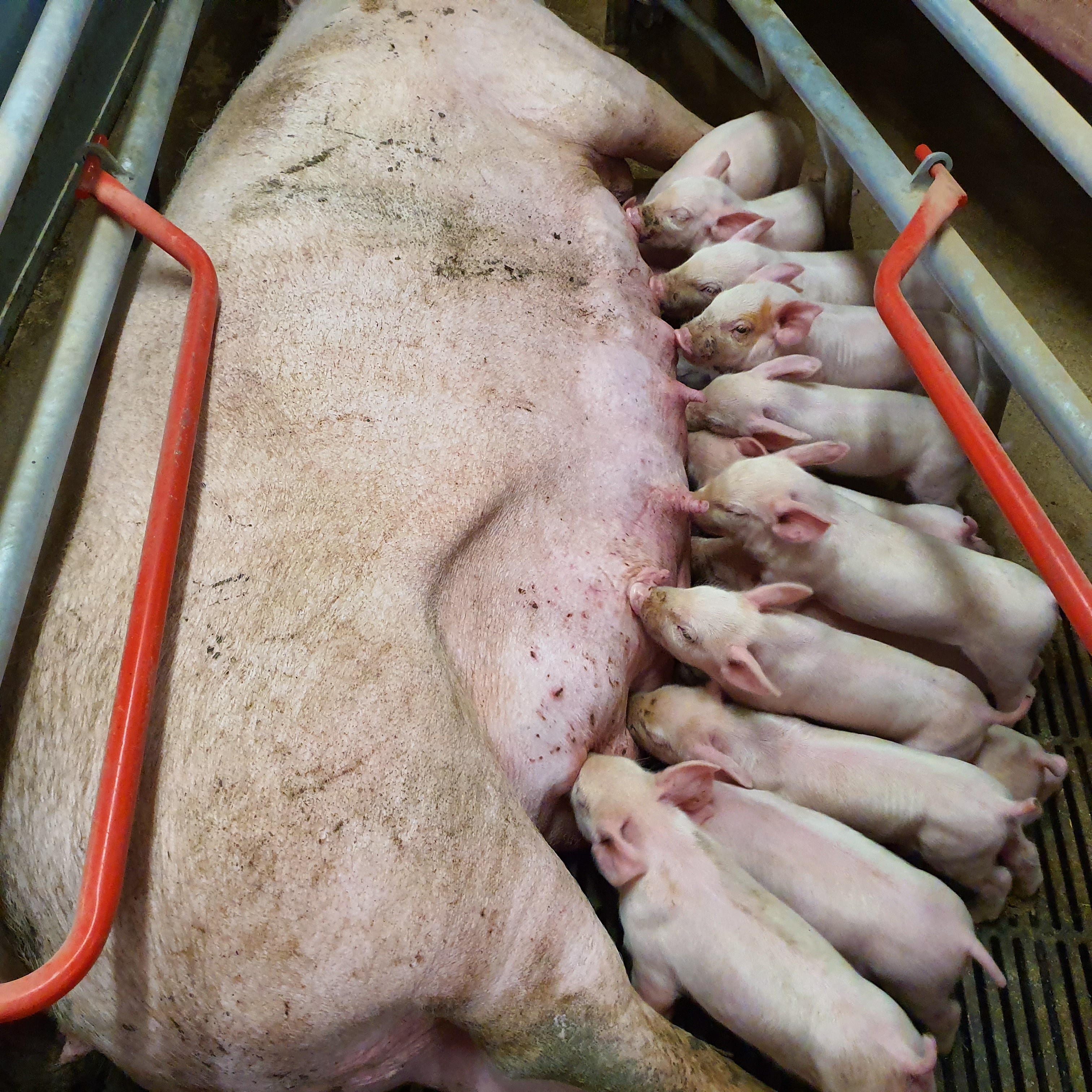 English breeding pig herd contracts to lowest number on record - Swine ...