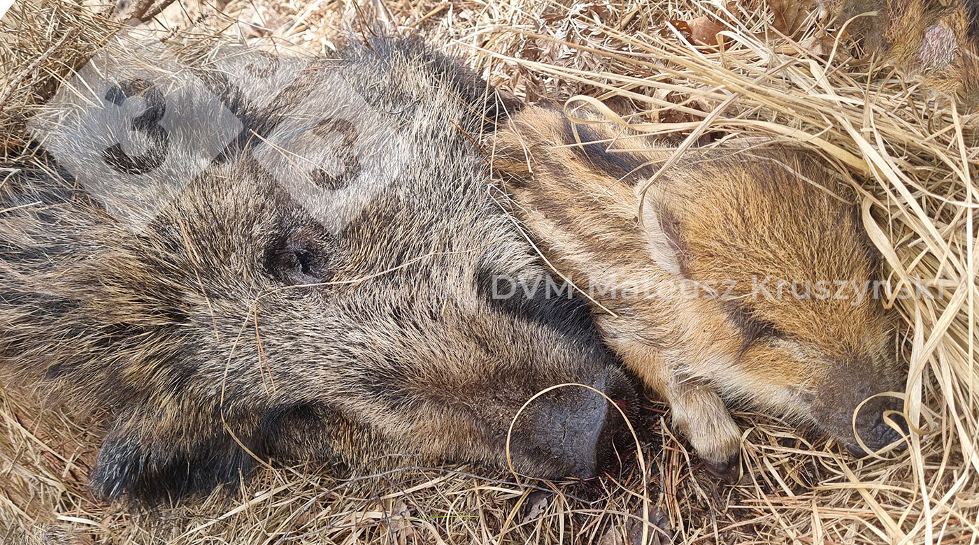 Ten years of ASF in Poland: what have we learnt? - Articles - pig333 ...