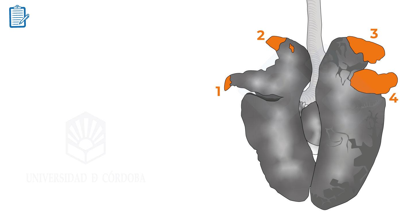 Pig necropsy manual: Examining organs (I) - Articles - pig333, pig to ...