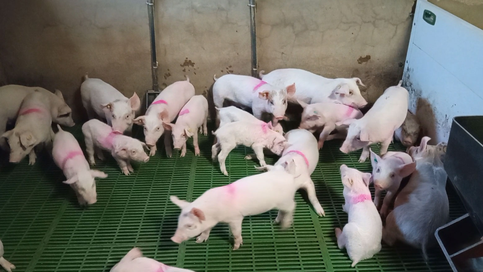 Do we know how to interpret what our pigs are telling us? - Articles ...