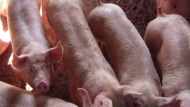 Belgium: Pig inventory in Flanders continues to decline - Swine news ...