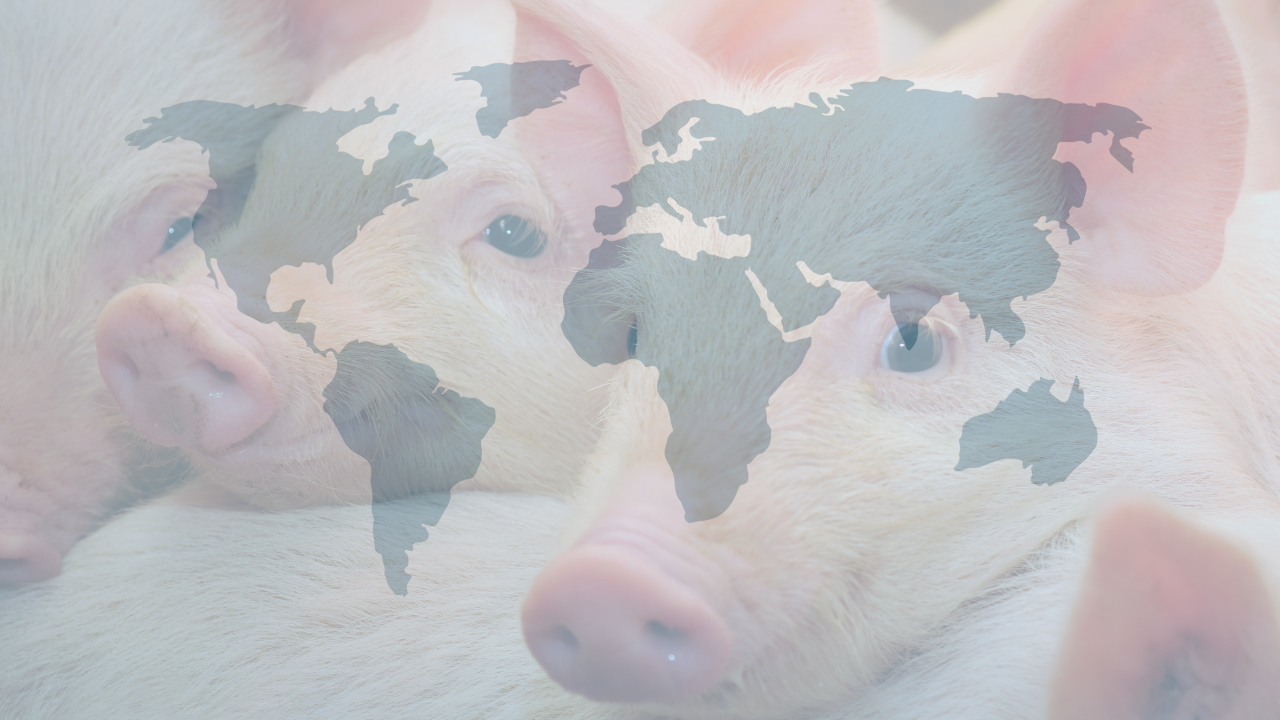 First USDA estimates for global swine production in 2025 - Swine news ...