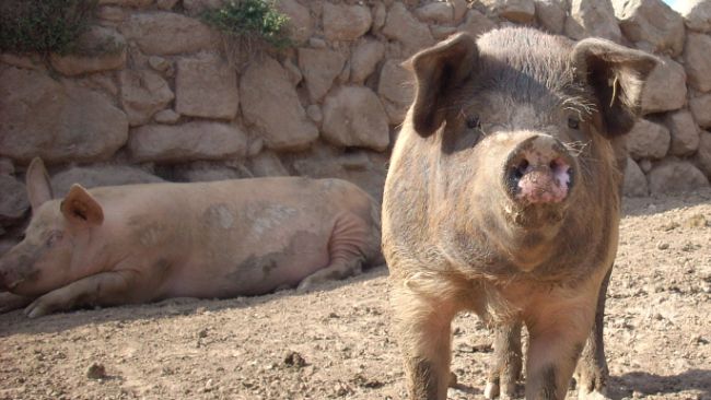 First case of ASF detected in Chinese Taipei - Swine news - pig333, pig ...
