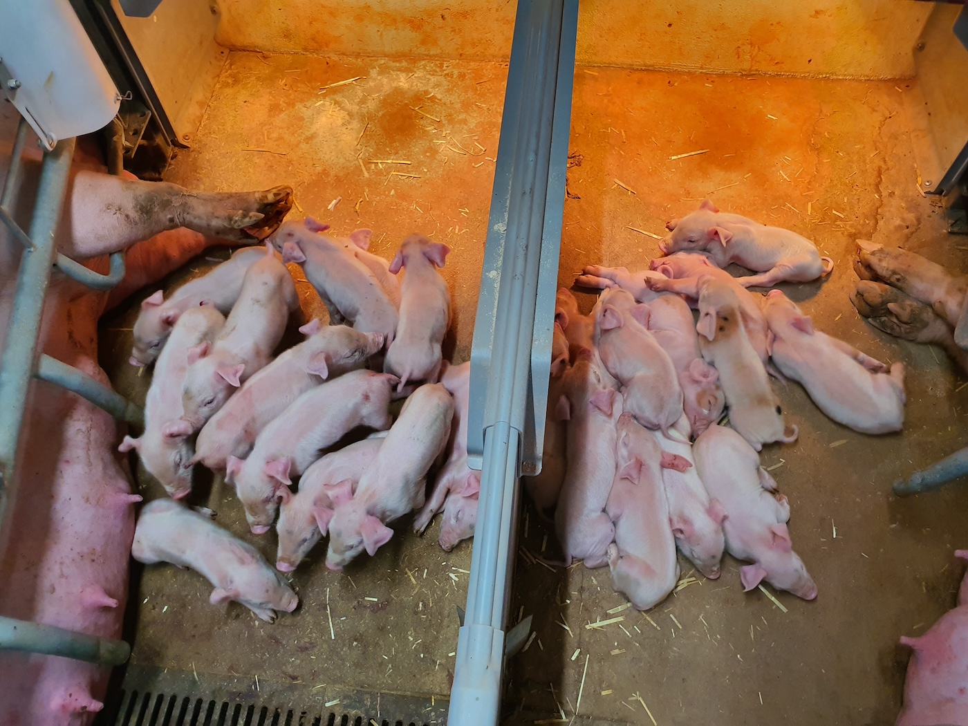 U.S. reports record pig litter size - Swine news - pig333, pig to pork ...