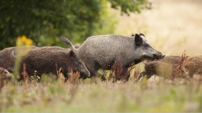 ASF Germany: first case of ASF in wild boar in Oberhavel (Brandenburg ...