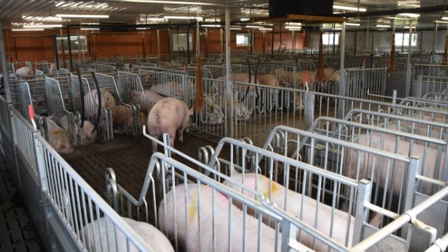 Genetics and reproduction - pig333, pig to pork community