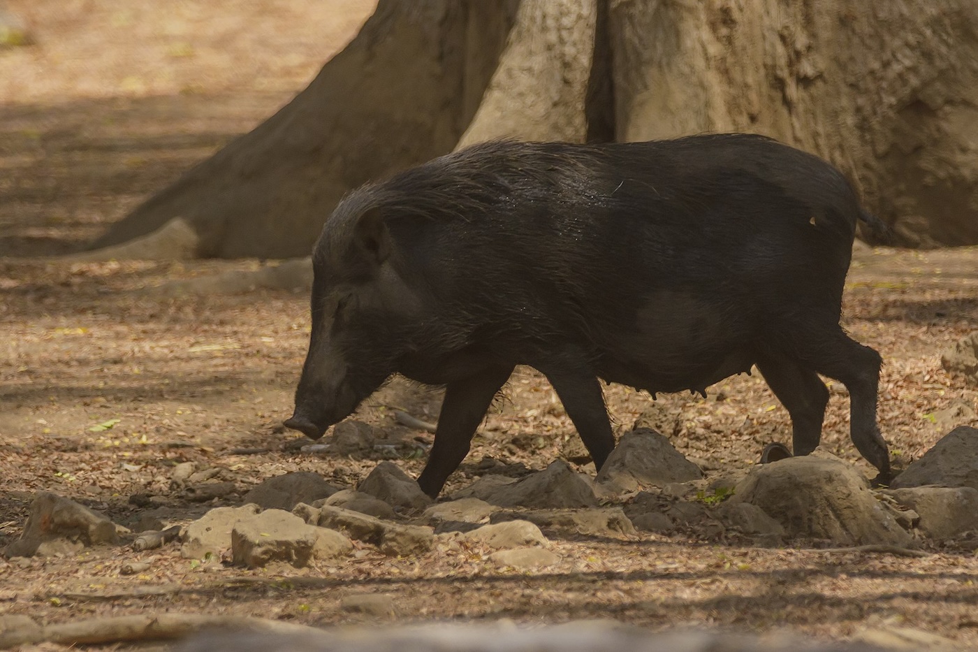 FAO partners to safeguard pigs from ASF in Asia and the Pacific - Swine ...