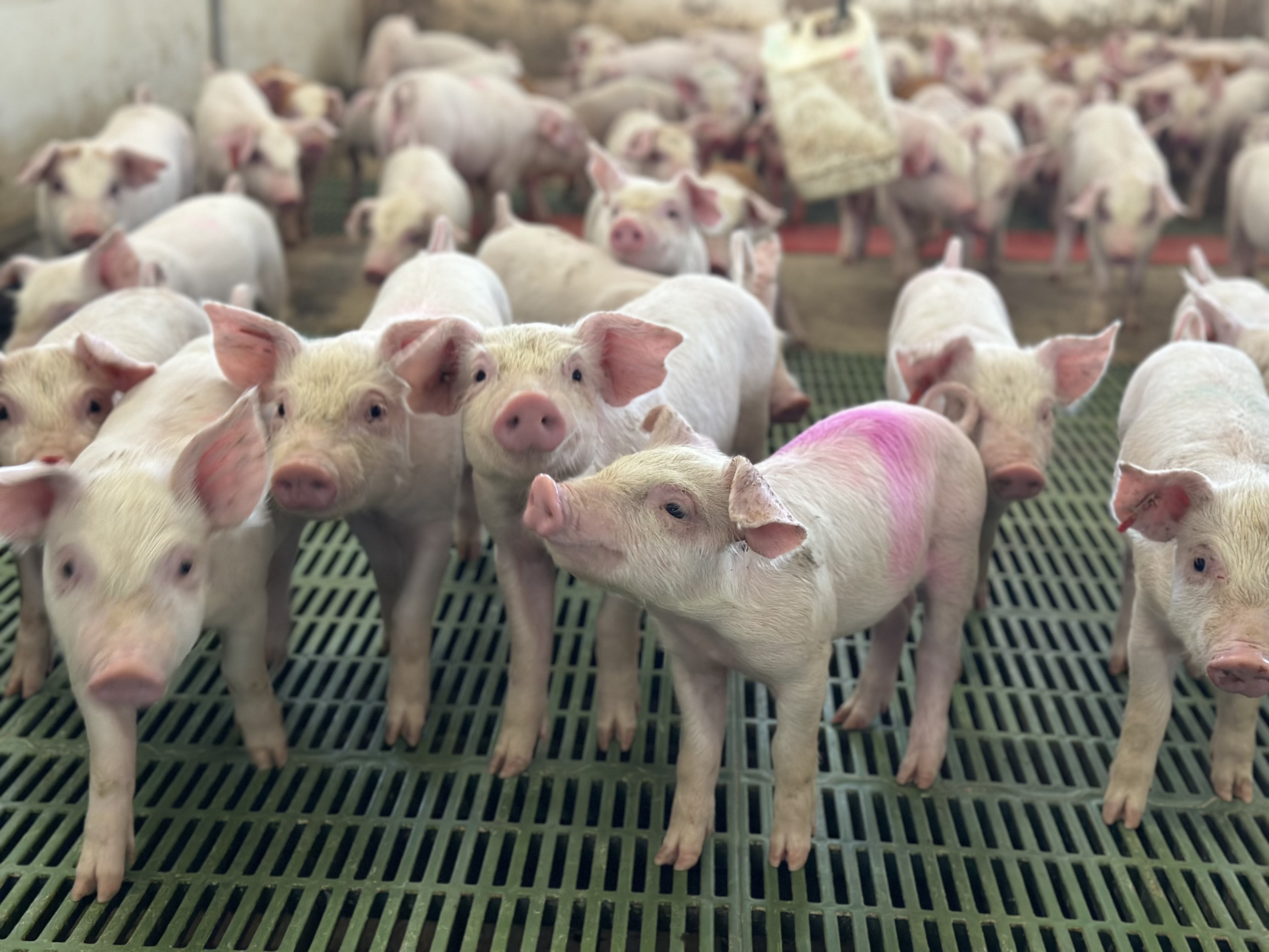 On-farm vaccine management (IV): Vaccine failures - Articles - pig333 ...