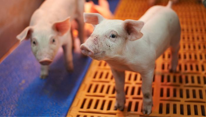 What to expect from Brazil's swine production in 2025 - Swine news ...