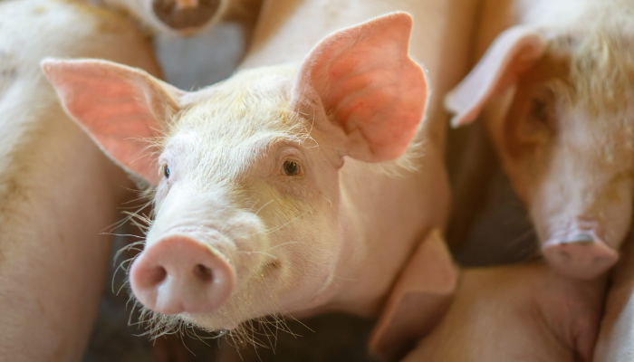 Brazil: Pork demand steady in 2024 - Swine news - pig333, pig to pork ...