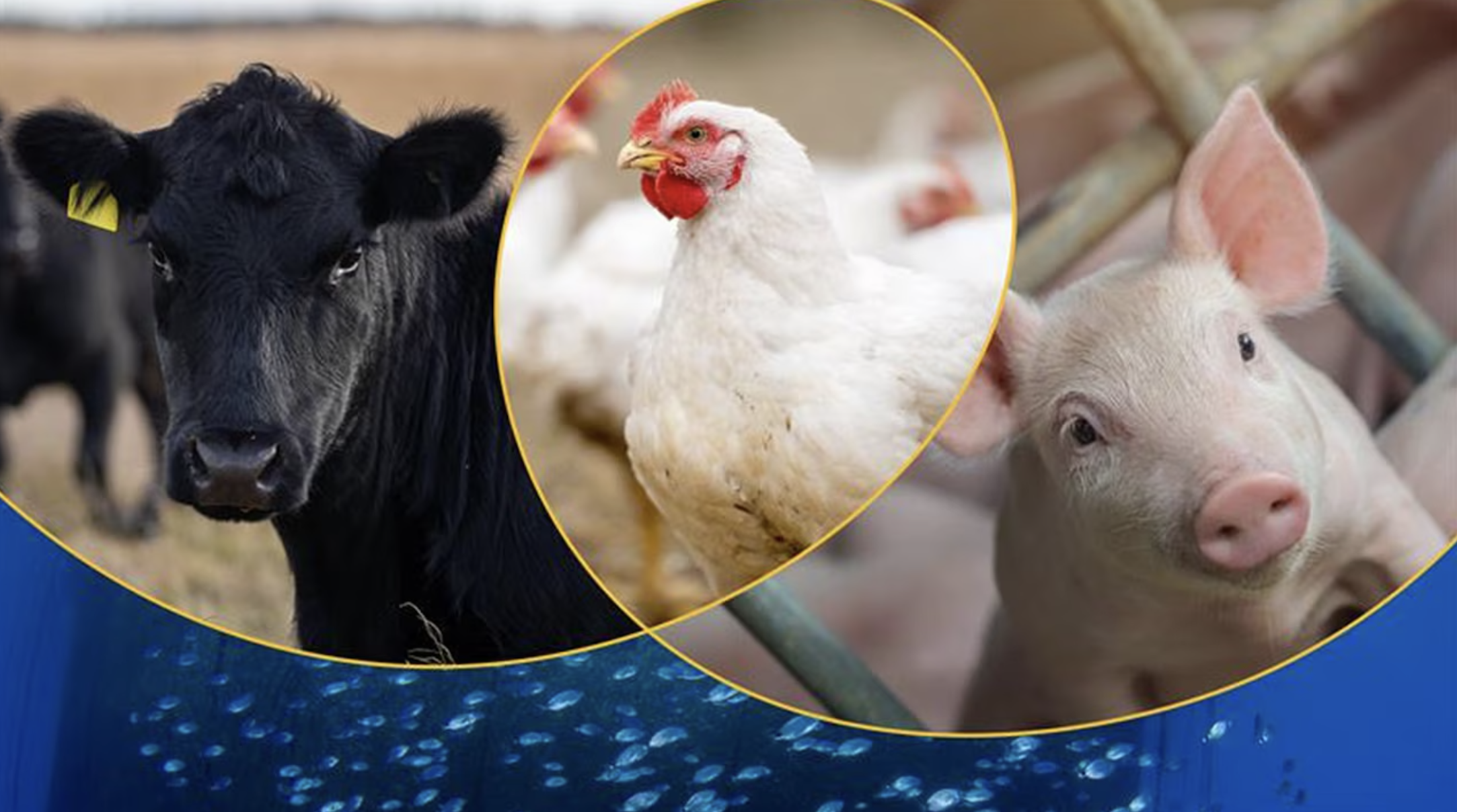 Rabobank's global animal protein outlook 2025 - Swine news - pig333 ...