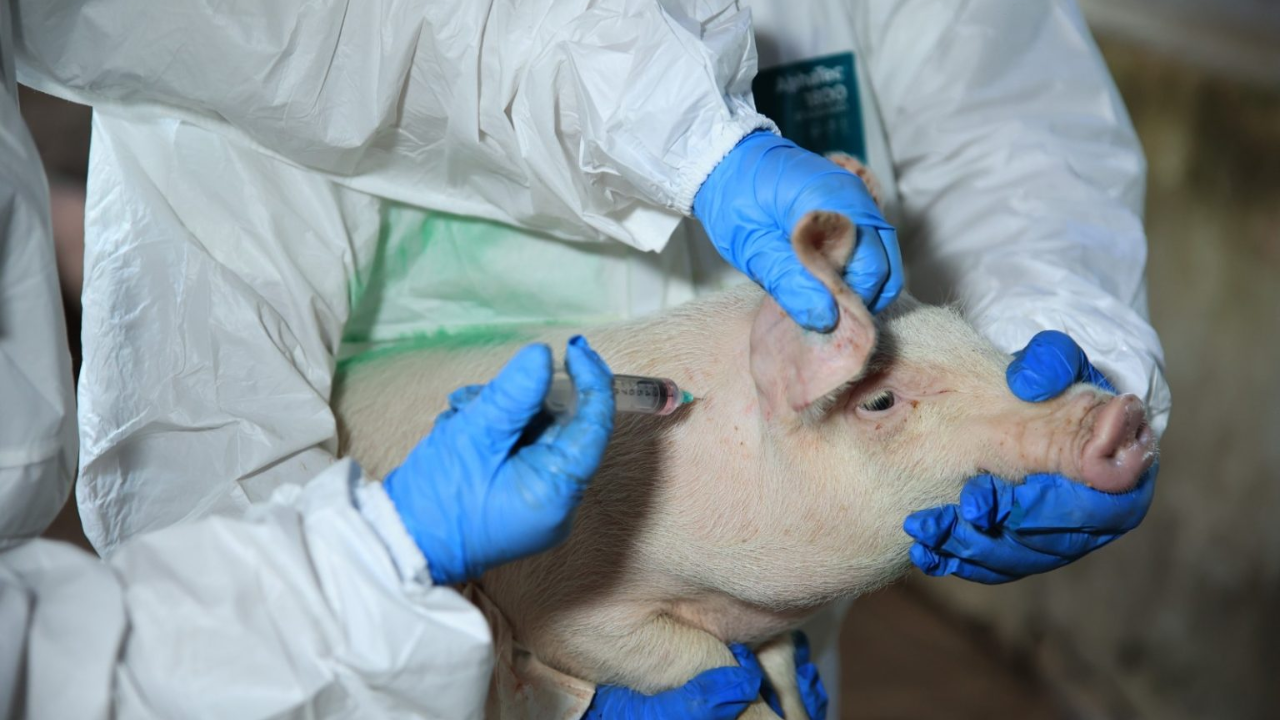 Guatemala seeks to be declared free from classical swine fever - Swine ...
