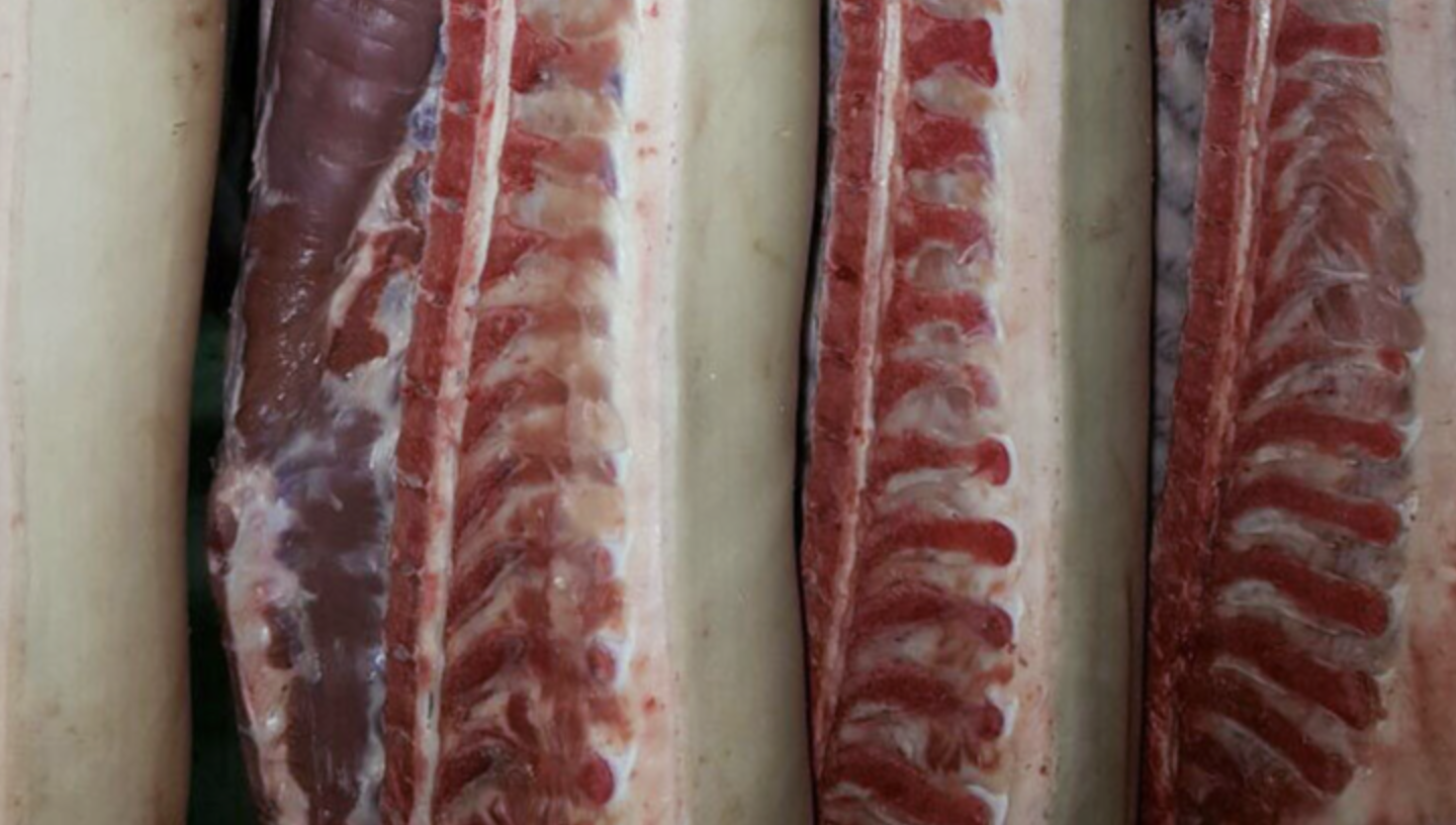 Belgium: Stabilization in pig slaughter in 2024 - Swine news - pig333 ...