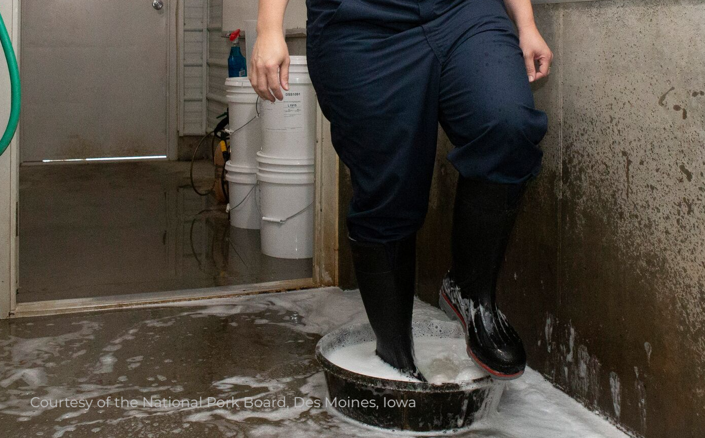 Biosecurity on Belgian pig farms is improving - Swine news - pig333 ...