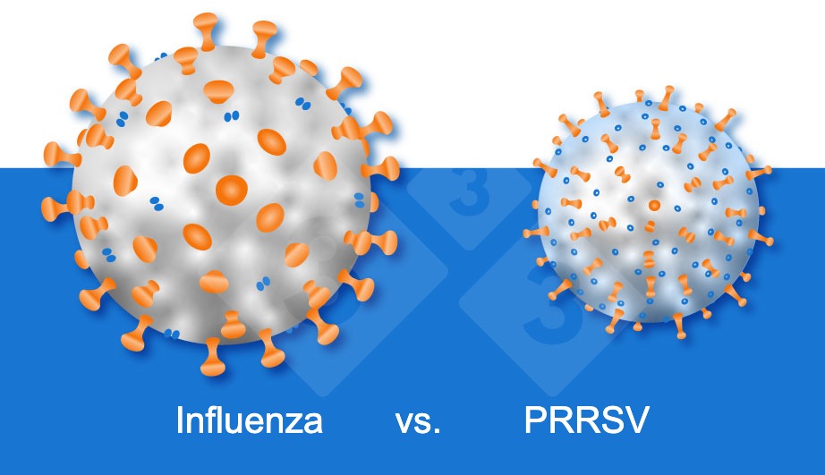 Influenza and PRRSV: Similarities, differences, and interactions ...
