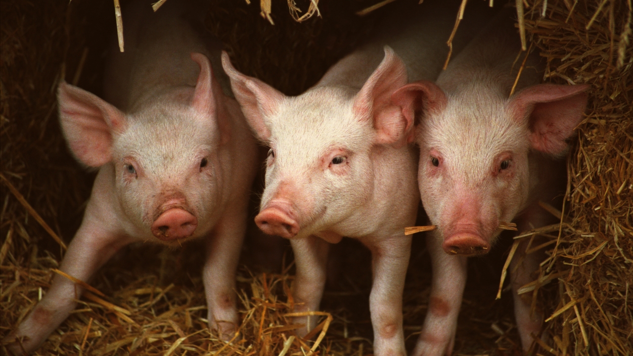 Argentina approved to export pork and offal to Paraguay - Swine news ...