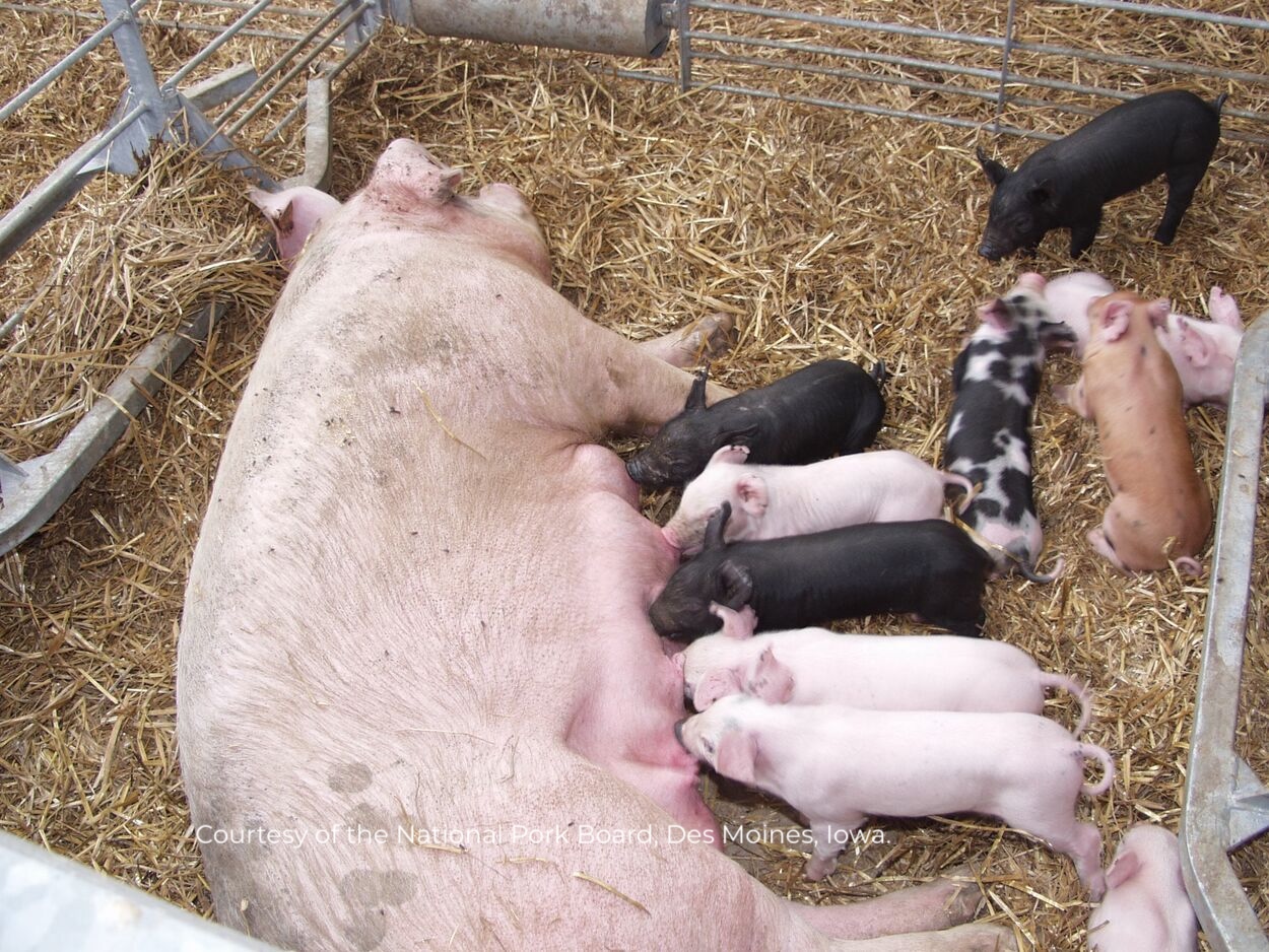 Denmark sets new targets for pigs with intact tails - Swine news ...
