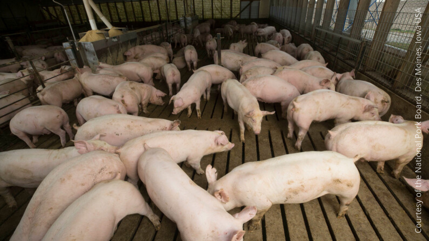 USDA awards $15.3 million to protect animal health - Swine news ...
