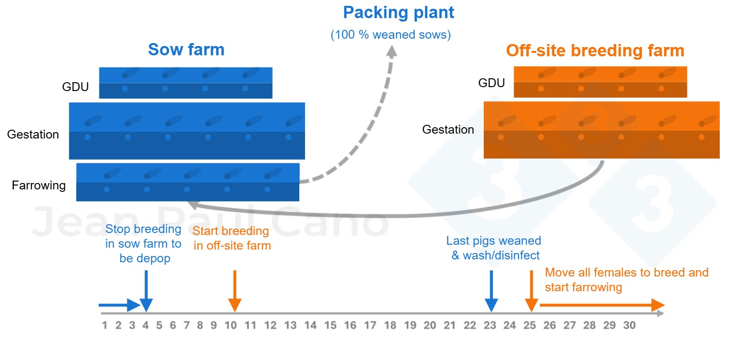 Depopulation and repopulation of pig farms to restore profitability ...