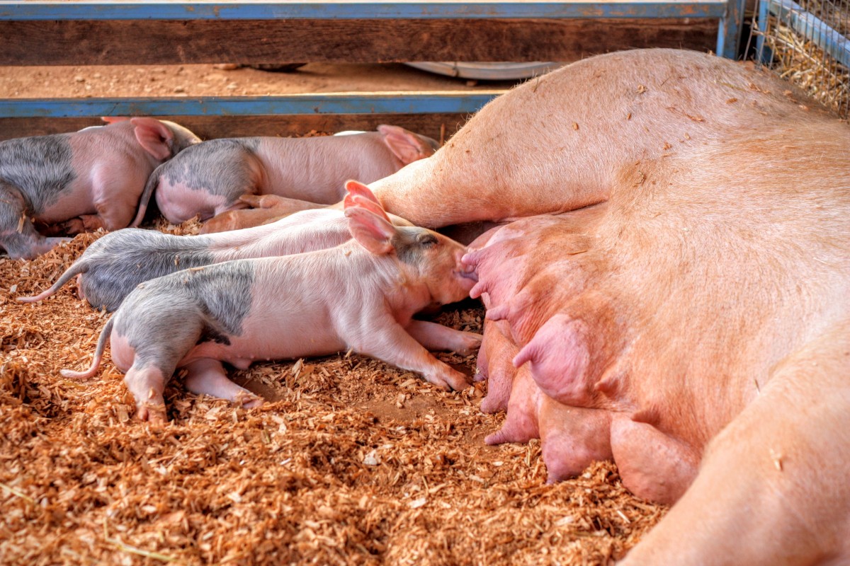 Denmark publishes national average pig production data for 2024 - Swine ...