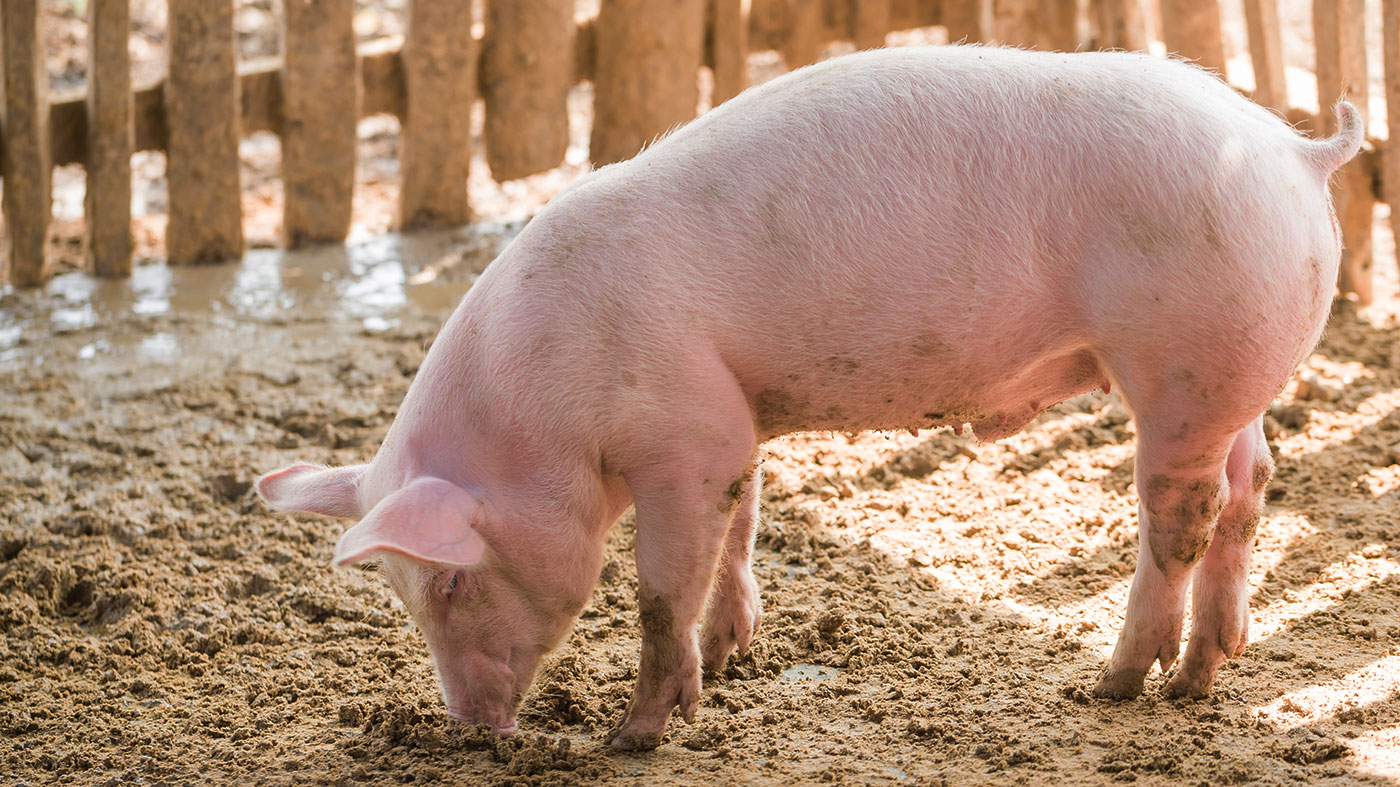 Swine dysentery, old new enemies - Articles - pig333, pig to pork community