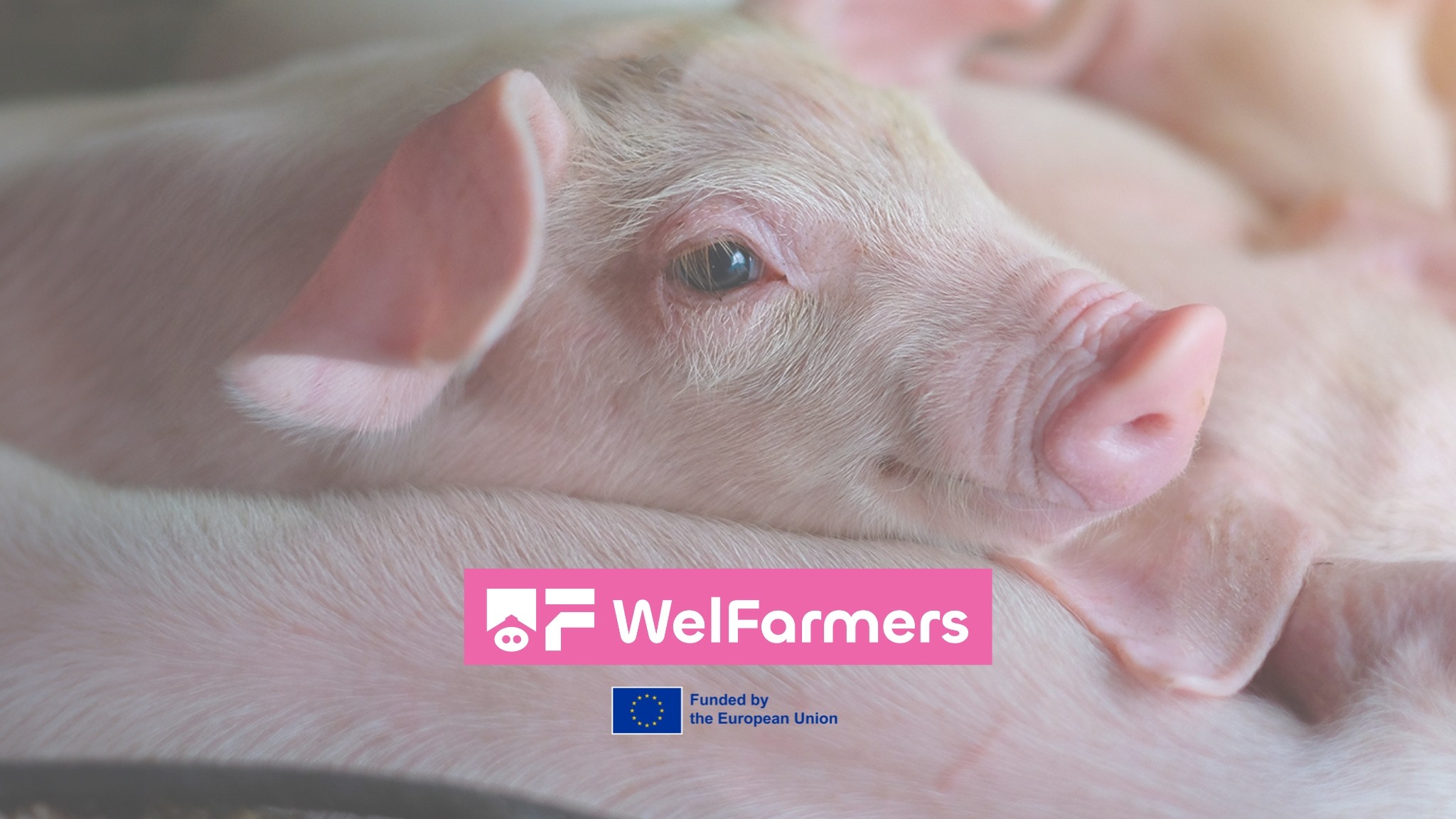 WelFarmers identifies good practices to improve pig welfare in the EU ...