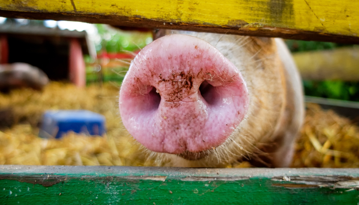 Brazilian pig farming and domestic pork consumption continue to grow ...