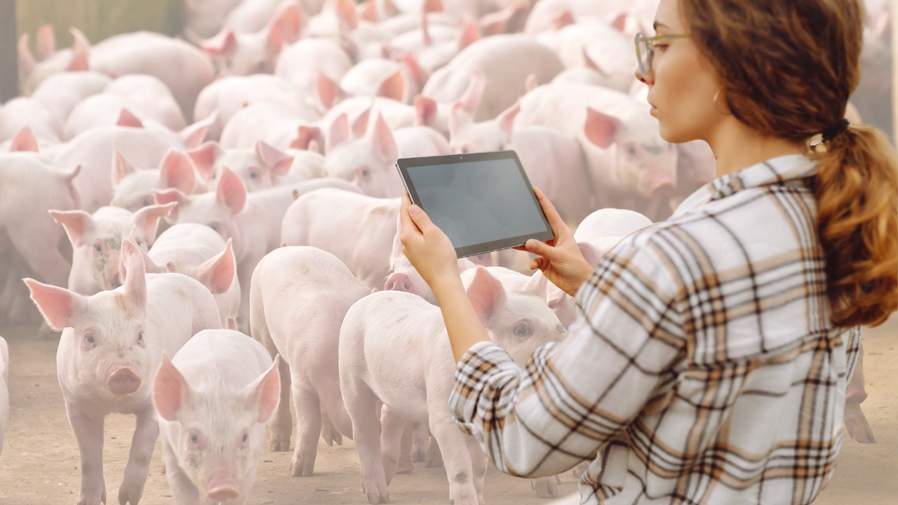 How can we make the swine industry more attractive to young people ...