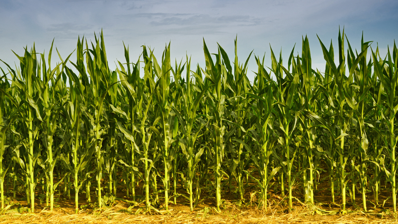 Argentina: Corn recovery for 2025/26 - Swine news - pig333, pig to pork ...