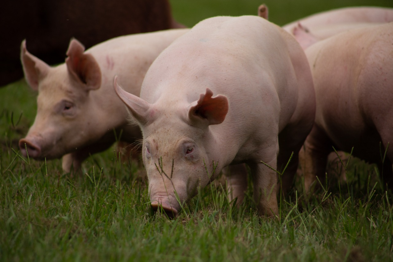 Denmark: Analysis on PRRS and antibiotic consumption in 2024 - Swine ...