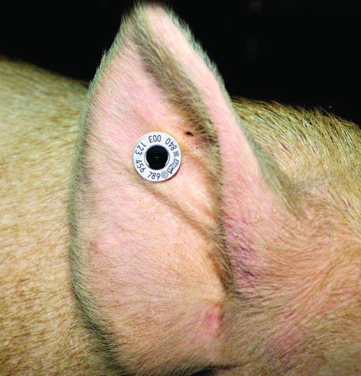 UDSA offers free RFID tags for sows, show pigs - Swine news - pig333 ...