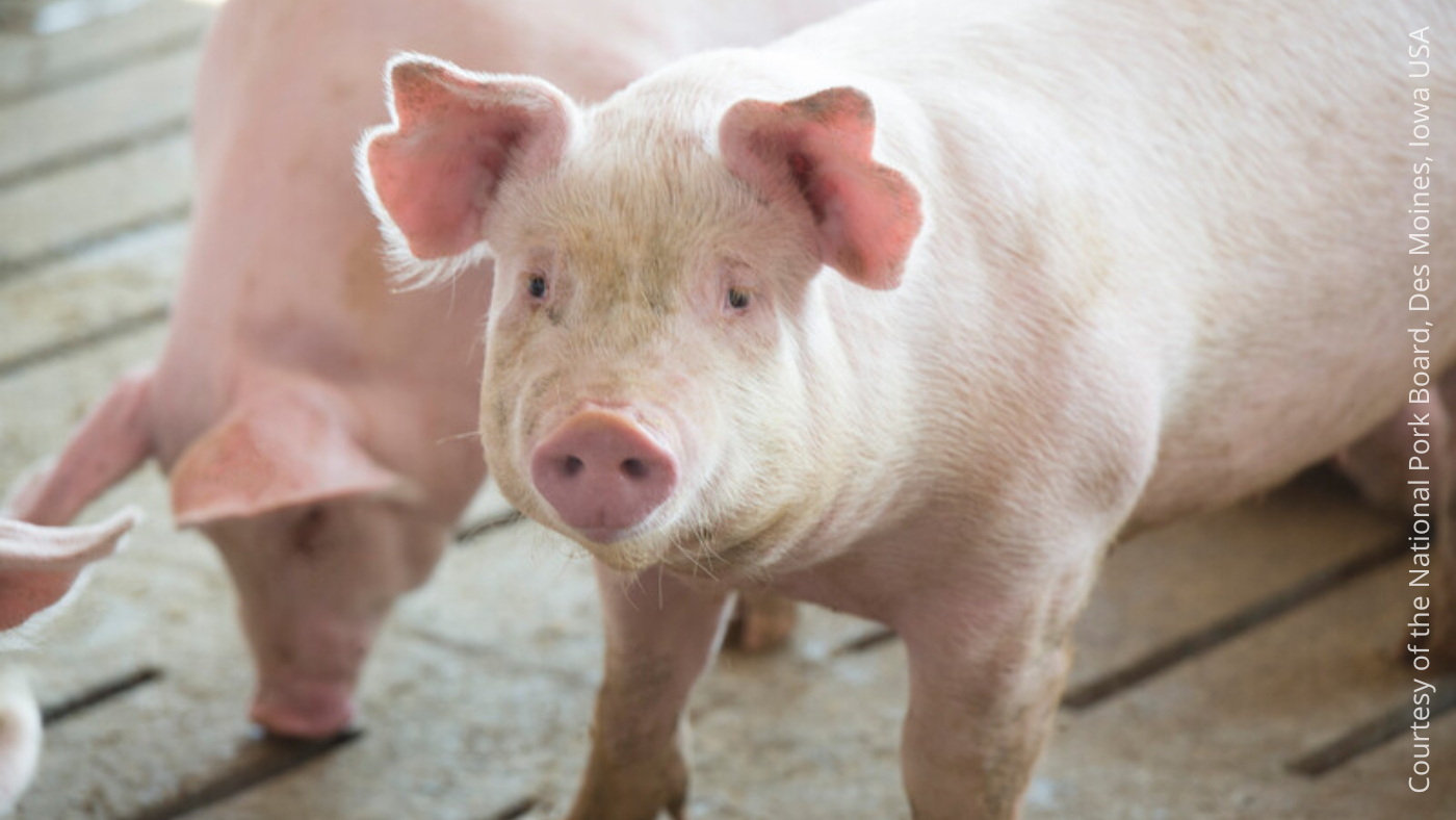 PRRS project funding to improve biosecurity in Scotland - Swine news ...