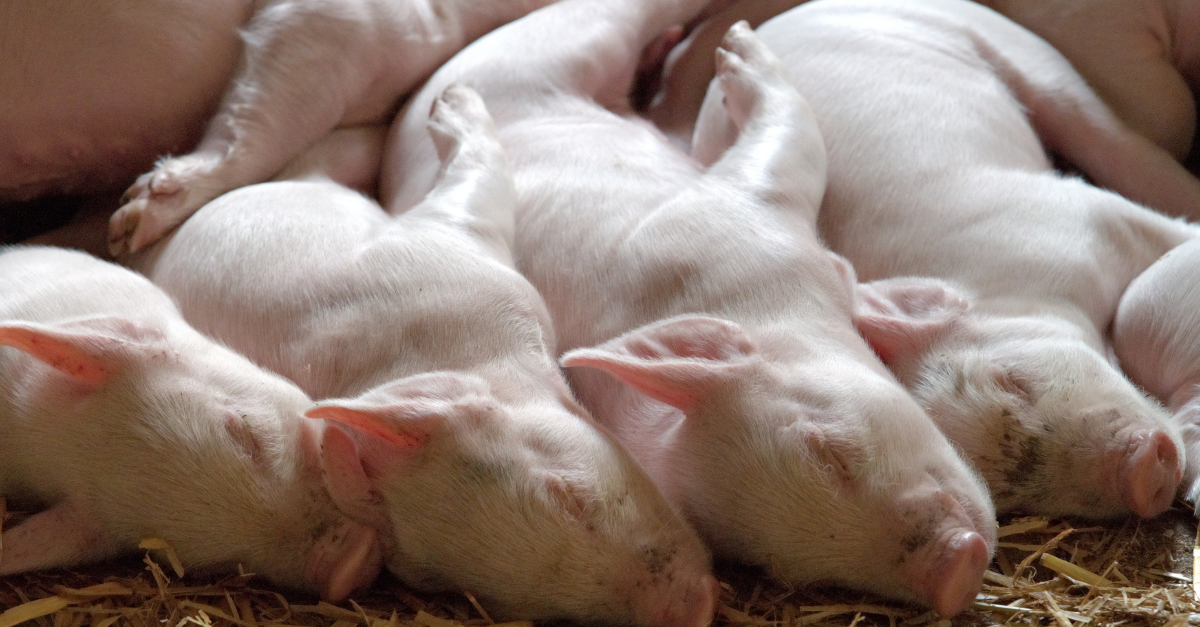 Brazil's pig inventory continues to grow - Swine news - pig333, pig to ...