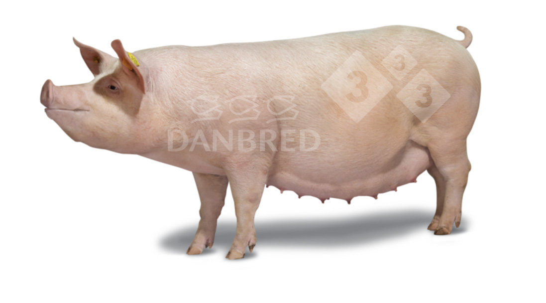 Feeding the DanBred gilt - Articles - pig333, pig to pork community