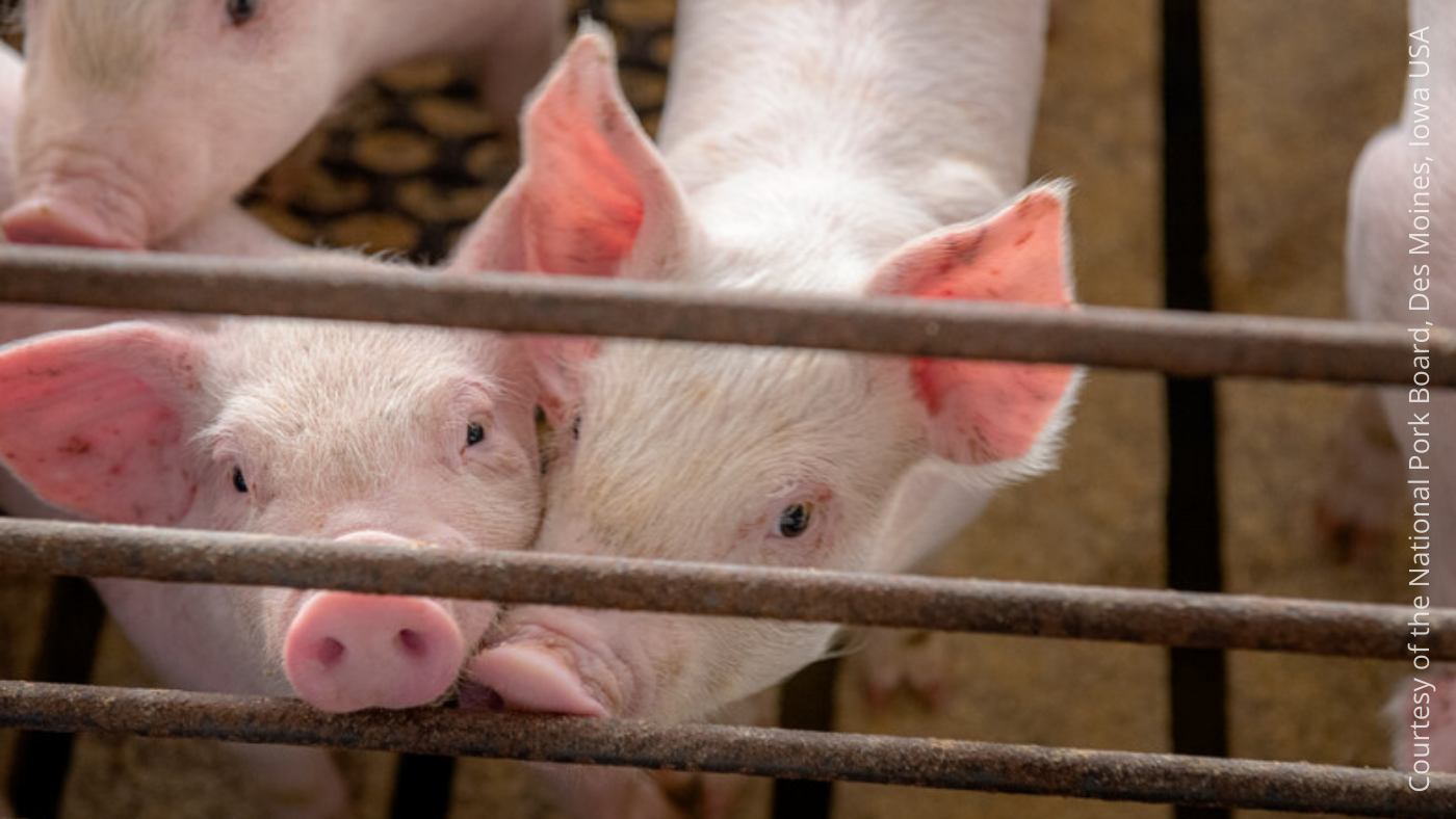 China's meat production grew steadily in first three quarters - Swine ...