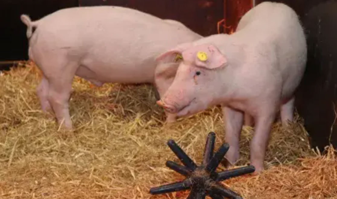 Pigs developed to be resistant to classical swine fever (CSF) - Press ...