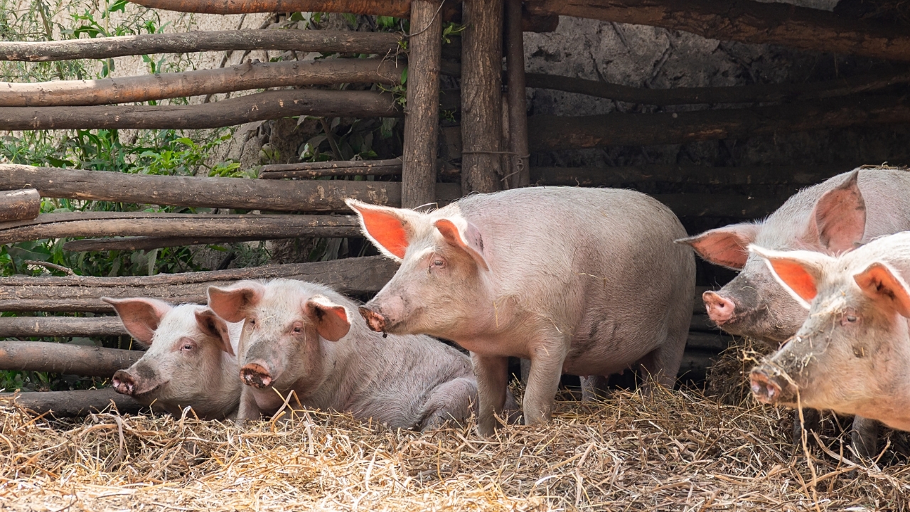 Chile opens market to Argentine porcine offal and by-products - Swine ...