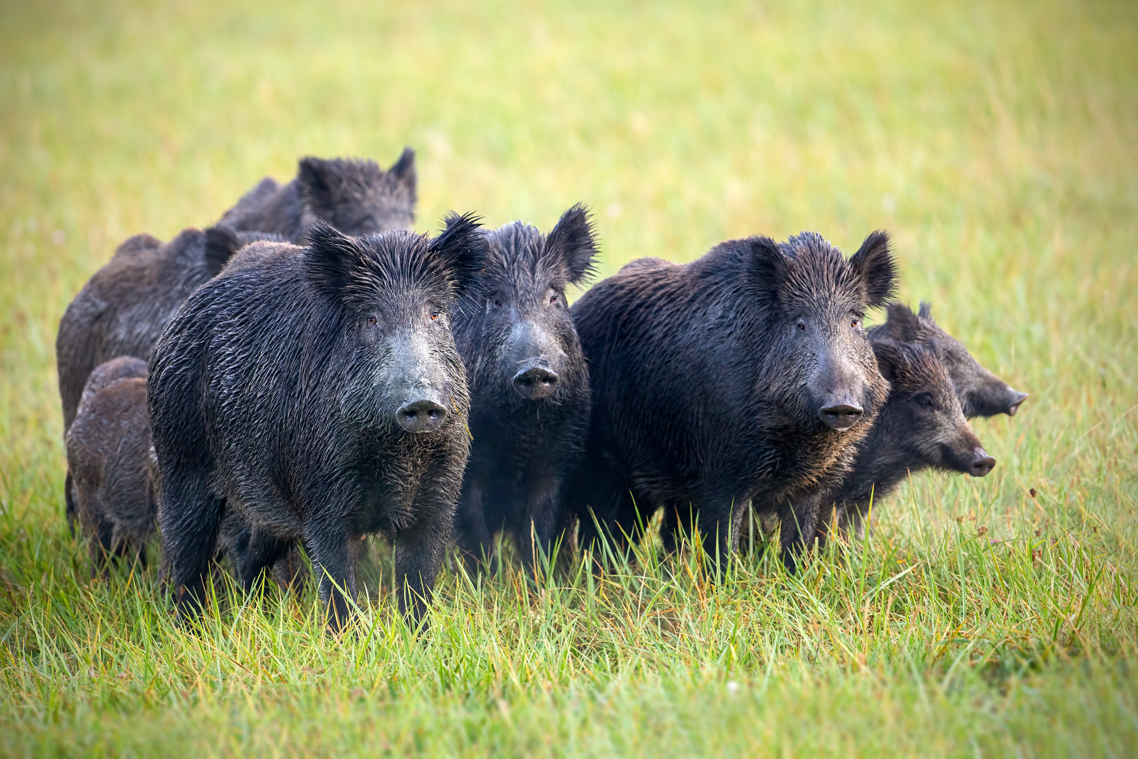 Potential impacts of ASF's emergence in Spain on pork trade - Swine ...