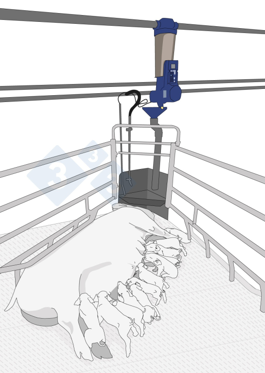 Infographic on precision electronic feeding of sows - Articles - pig333 ...