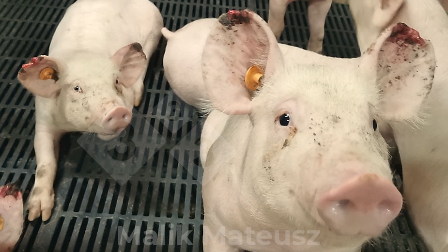 Porcine ear necrosis? Rethinking ear lesions in pigs - Articles ...