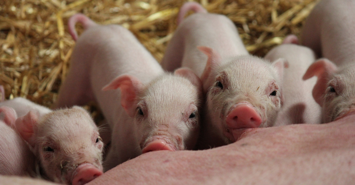Brazil: Pork outlook for 2026. Exports, prices, and production strong ...