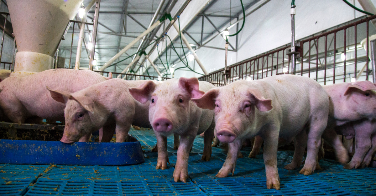 EU-Mercosur agreement opens opportunities for Brazilian pig farming ...