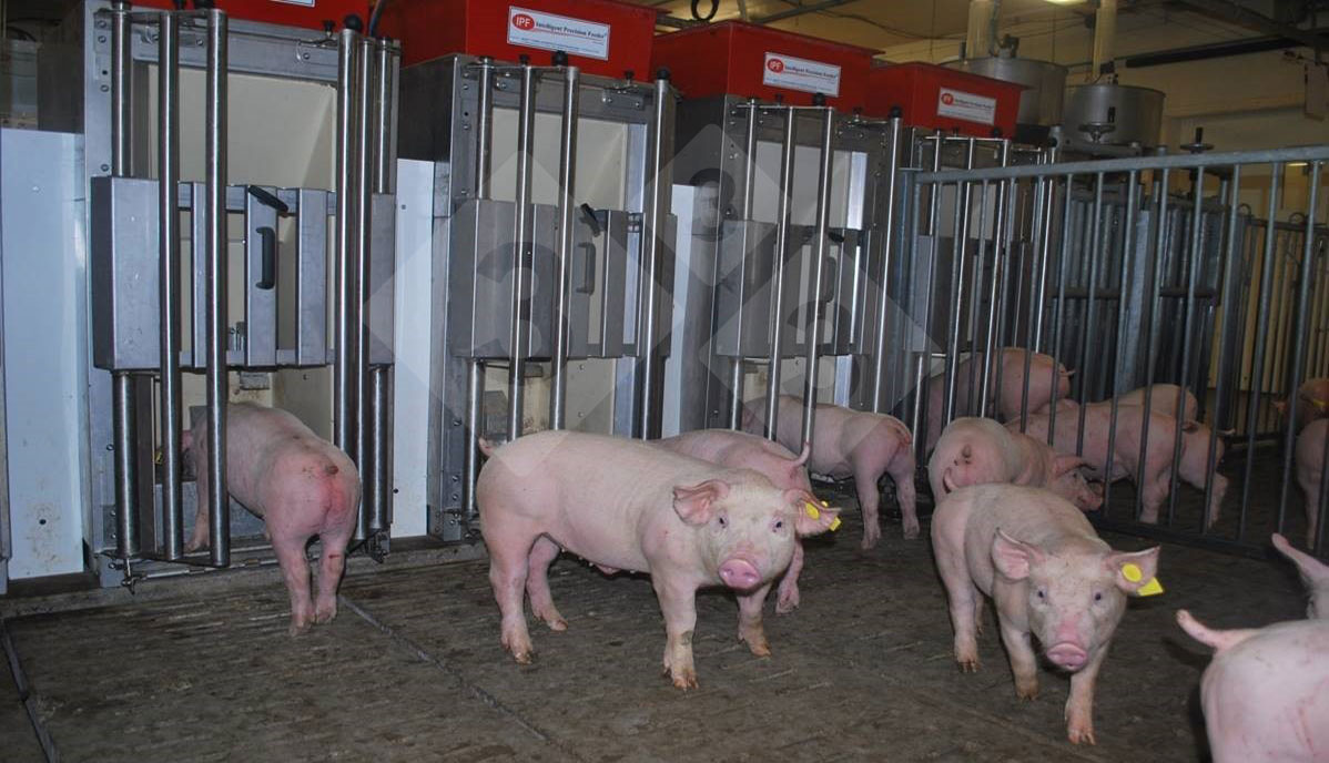 Individual precision feeding and nutrient efficiency in pigs - Articles ...