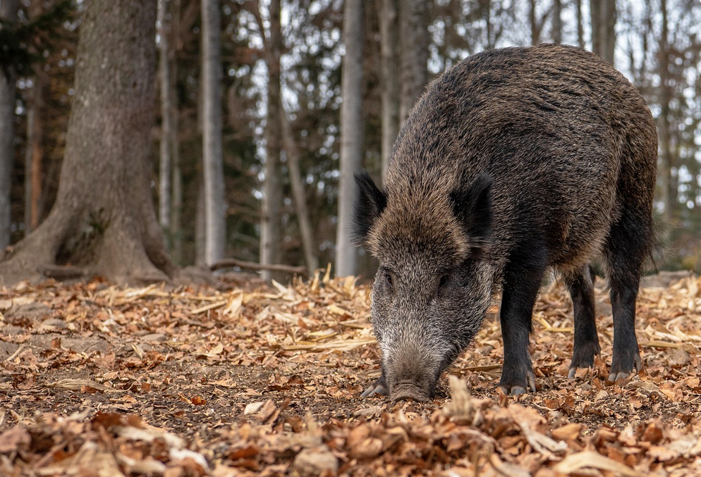 Catalonia intensifies ASF containment strategy - Swine news - pig333 ...