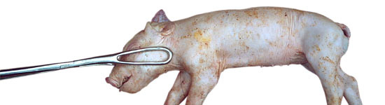 Farrowing assistance (II): Dystocia - Articles - pig333, pig to pork ...