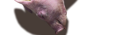 Seasonality and death in the fattening stage - Articles - pig333, pig ...